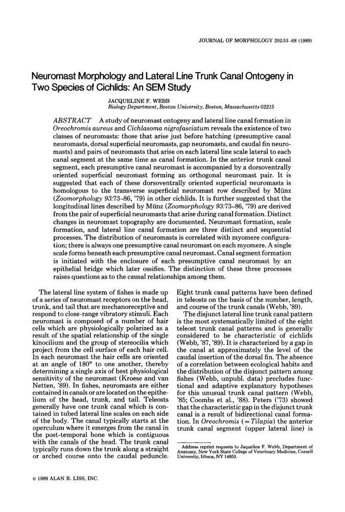 Neuromast morphology and lateral line trunk canal ontogeny in two ...